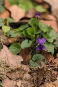 Das Veilchen - Wildwiesenkind