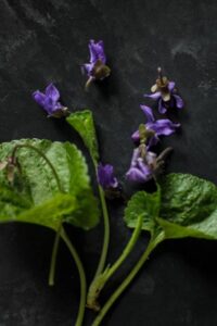 Das Veilchen - Wildwiesenkind